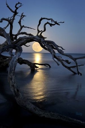 90 Charming Moonlight Photography Ideas and Tips [2020 Updated] - Greenorc