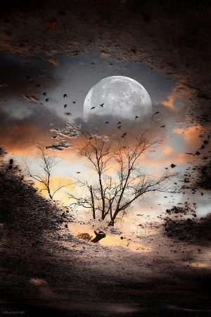 90 Charming Moonlight Photography Ideas and Tips [2020 Updated] - Greenorc