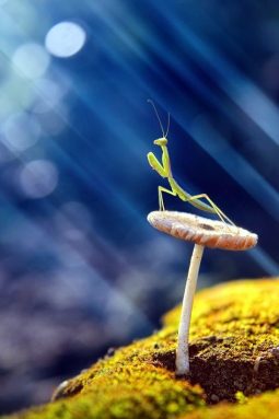 40 Outstanding Macro Photography Examples and Tips - Greenorc