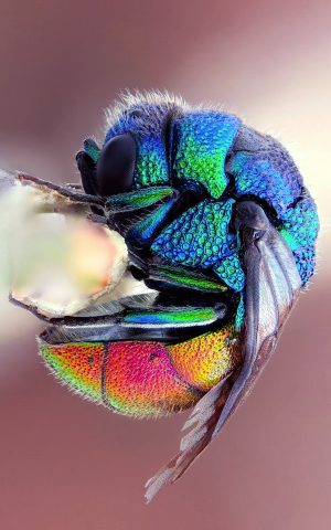 40 Outstanding Macro Photography Examples and Tips - Greenorc