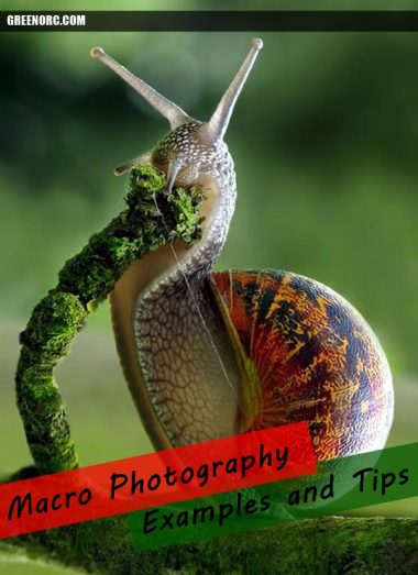 40 Outstanding Macro Photography Examples and Tips - Greenorc