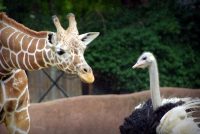 45 Unbelievable Intimate Animal Shots - Greenorc