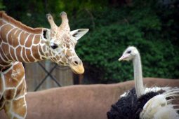 45 Unbelievable Intimate Animal Shots - Greenorc