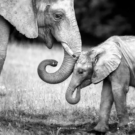 45 Unbelievable Intimate Animal Shots - Greenorc