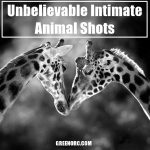 45 Unbelievable Intimate Animal Shots - Greenorc