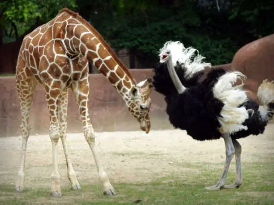 45 Unbelievable Intimate Animal Shots - Greenorc