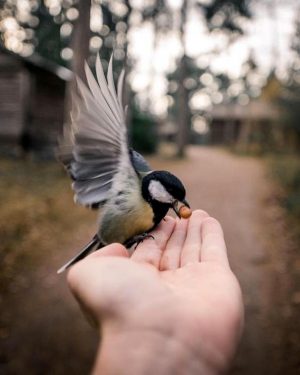 45 Unbelievable Intimate Animal Shots