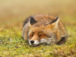 45 Unbelievable Intimate Animal Shots - Greenorc