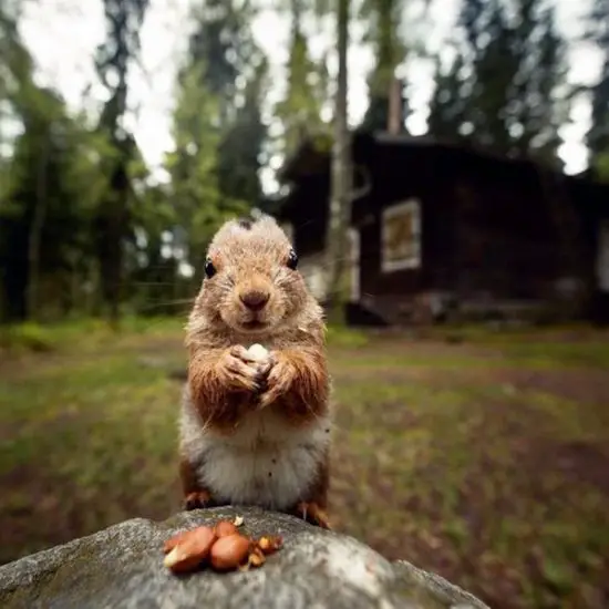45 Unbelievable Intimate Animal Shots - Greenorc