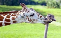 45 Unbelievable Intimate Animal Shots - Greenorc