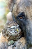 45 Unbelievable Intimate Animal Shots - Greenorc
