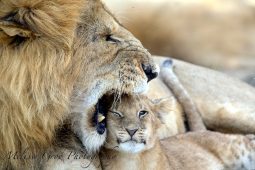 45 Unbelievable Intimate Animal Shots - Greenorc