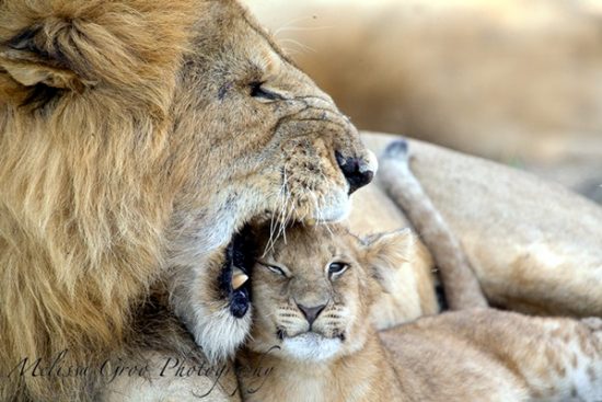 45 Unbelievable Intimate Animal Shots - Greenorc