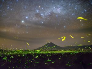 45 Fascinating Examples Of Firefly Photography - Greenorc
