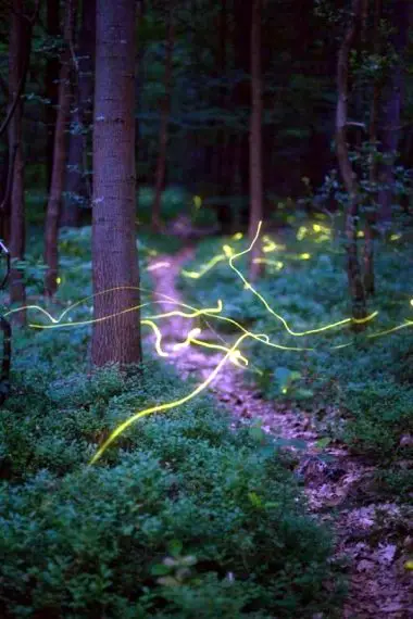 45 Fascinating Examples Of Firefly Photography - Greenorc