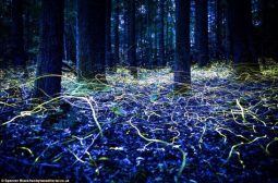 45 Fascinating Examples Of Firefly Photography - Greenorc