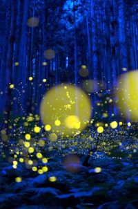 45 Fascinating Examples Of Firefly Photography - Greenorc