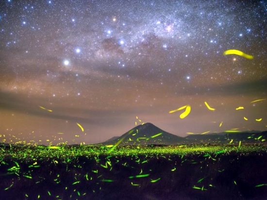 45 Fascinating Examples Of Firefly Photography - Greenorc