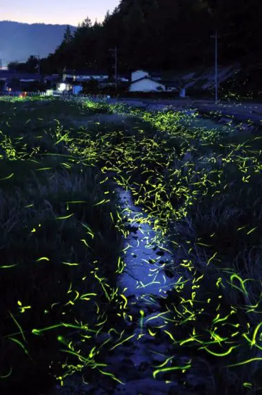 45 Fascinating Examples Of Firefly Photography - Greenorc