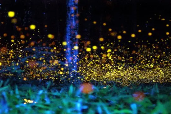 45 Fascinating Examples Of Firefly Photography