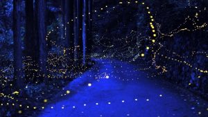 45 Fascinating Examples Of Firefly Photography