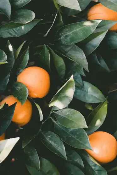 Orange Photography