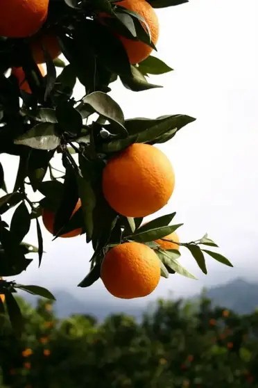 Orange Photography