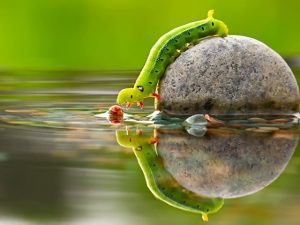 10 Important Macro Photography Tips With Examples - Greenorc